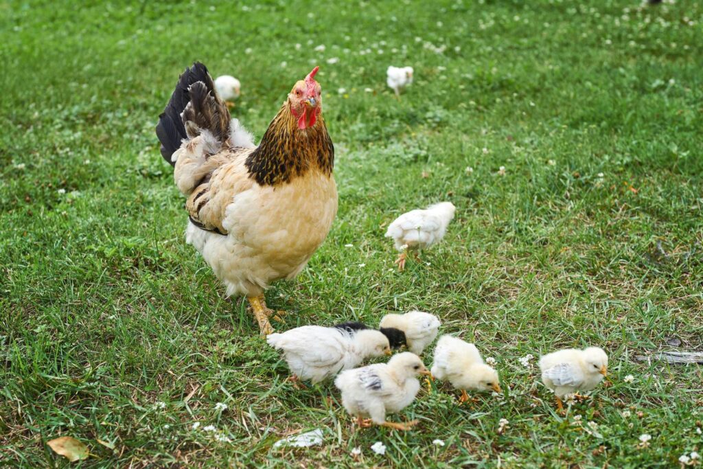 How a Broody Hen Hatches Chicks - Backyard Poultry